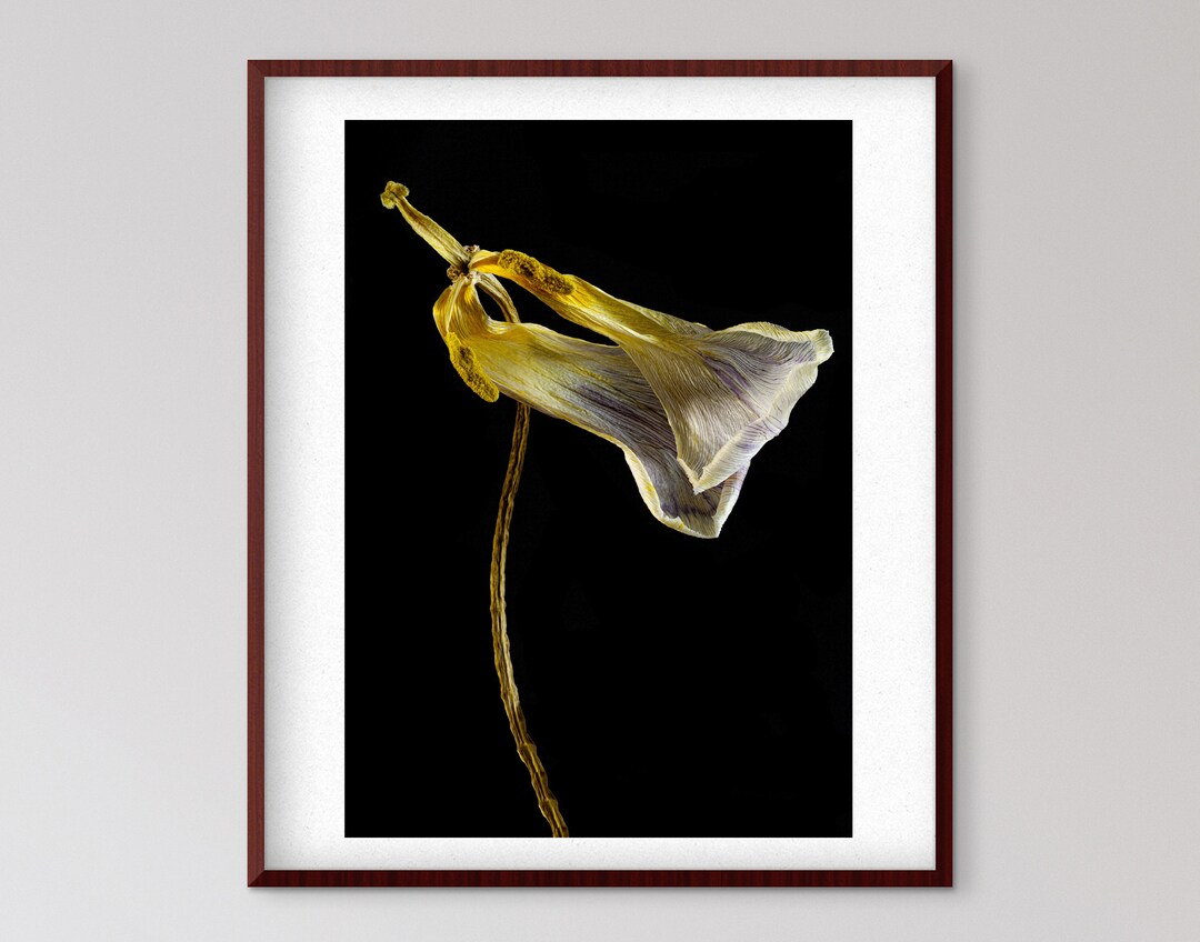 Wilting Flower Photo Print, Botanical Wall Art (digital Download) - Etsy