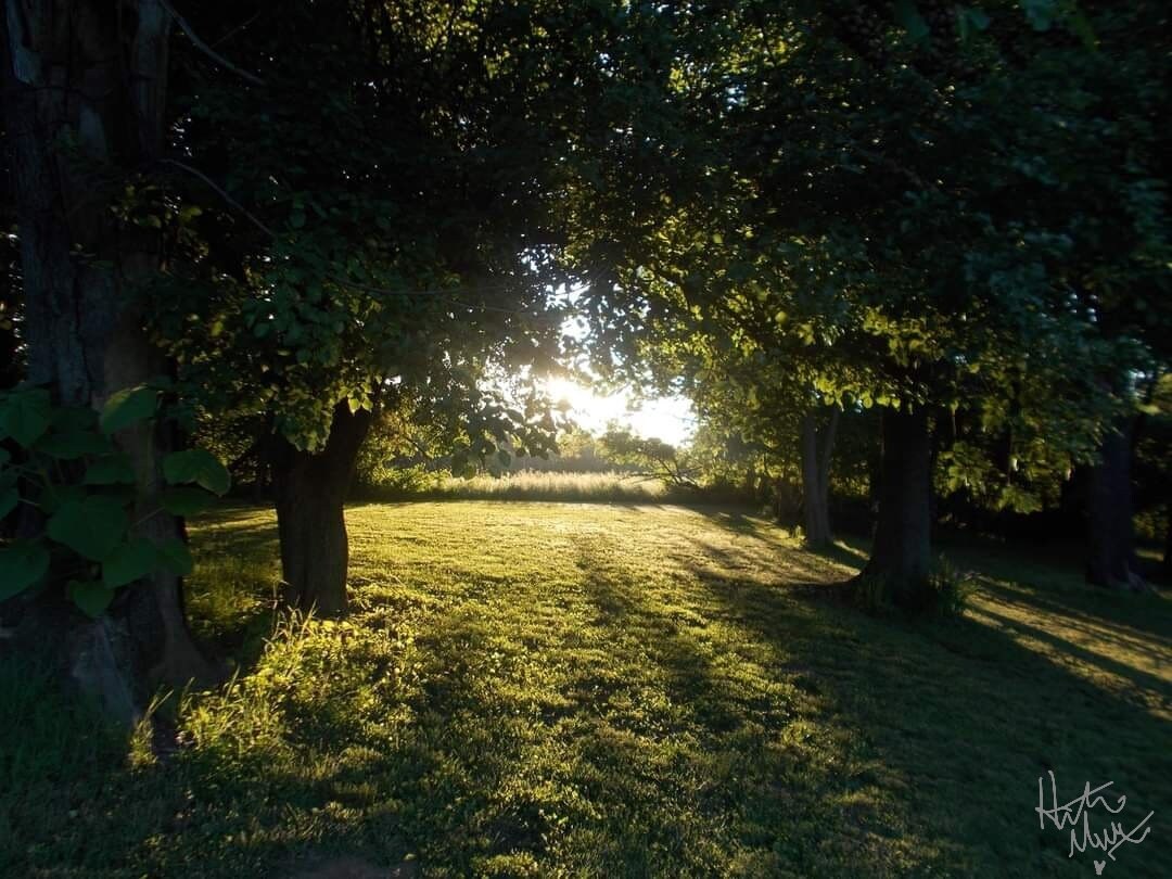 Nature Forest Photography - Digital File, Forest Glow Photo, Tree ...