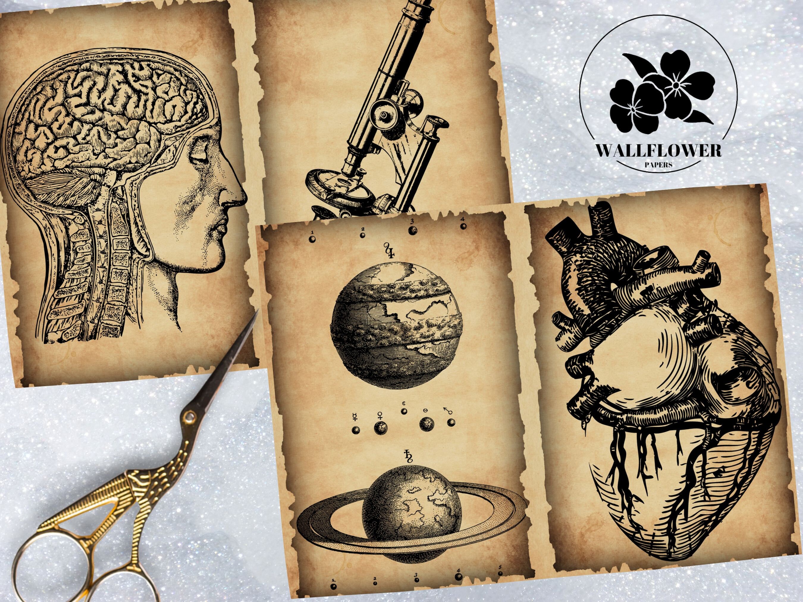 Science & Nature Junk Journal Pages, Vintage Laboratory Junk Journal ...