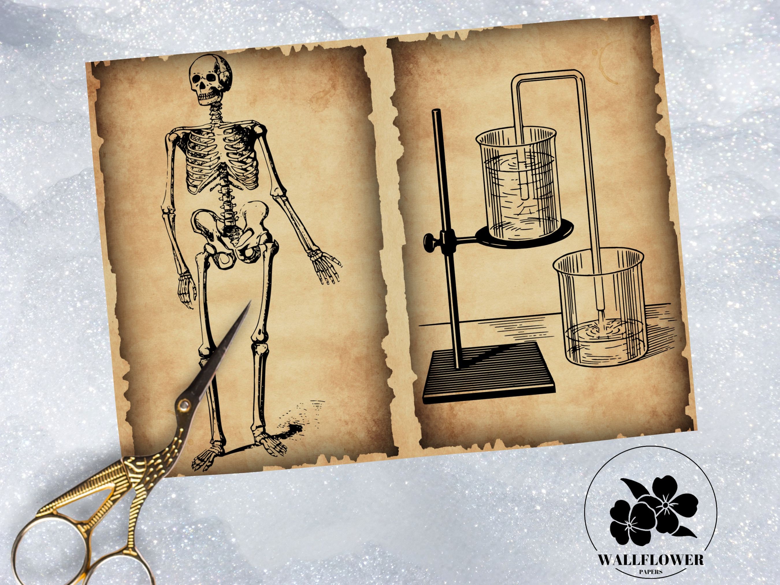 Science & Nature Junk Journal Pages, Vintage Laboratory Junk Journal ...