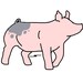 Show Pig Kiss-cut Vinyl Decals *showpig Stickers* Crossbred, Duroc ...