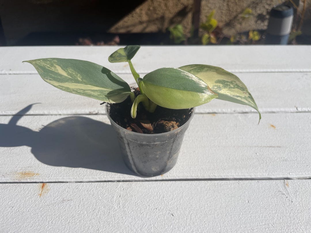 Philodendron Silver Sword Variegated - Etsy