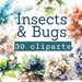 Watercolor Insects and Bugs Clipart Bundle, Watercolor PNG for ...