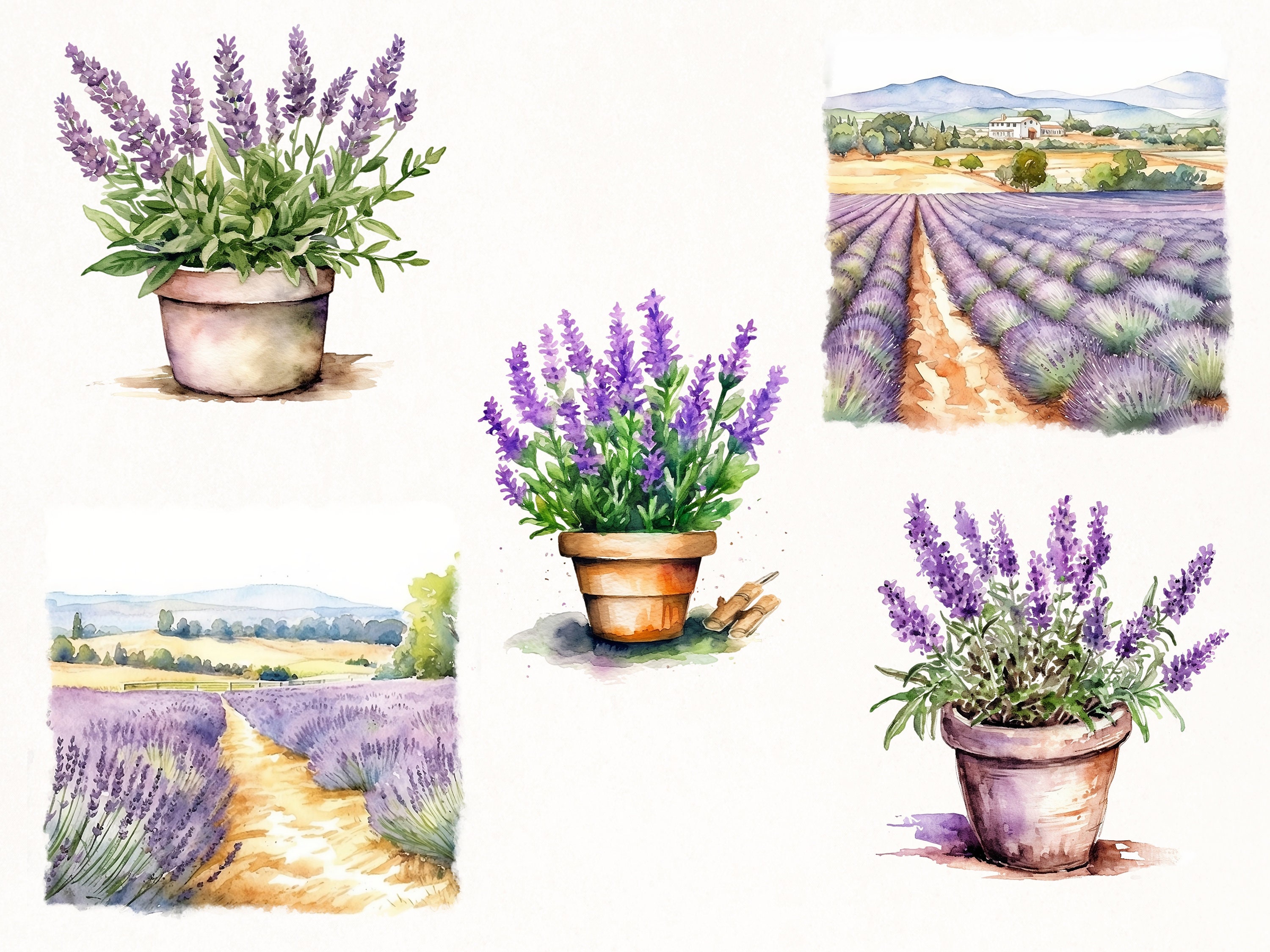 Watercolor Lavender Clipart Bundle, Watercolor Lavender Theme PNG for ...