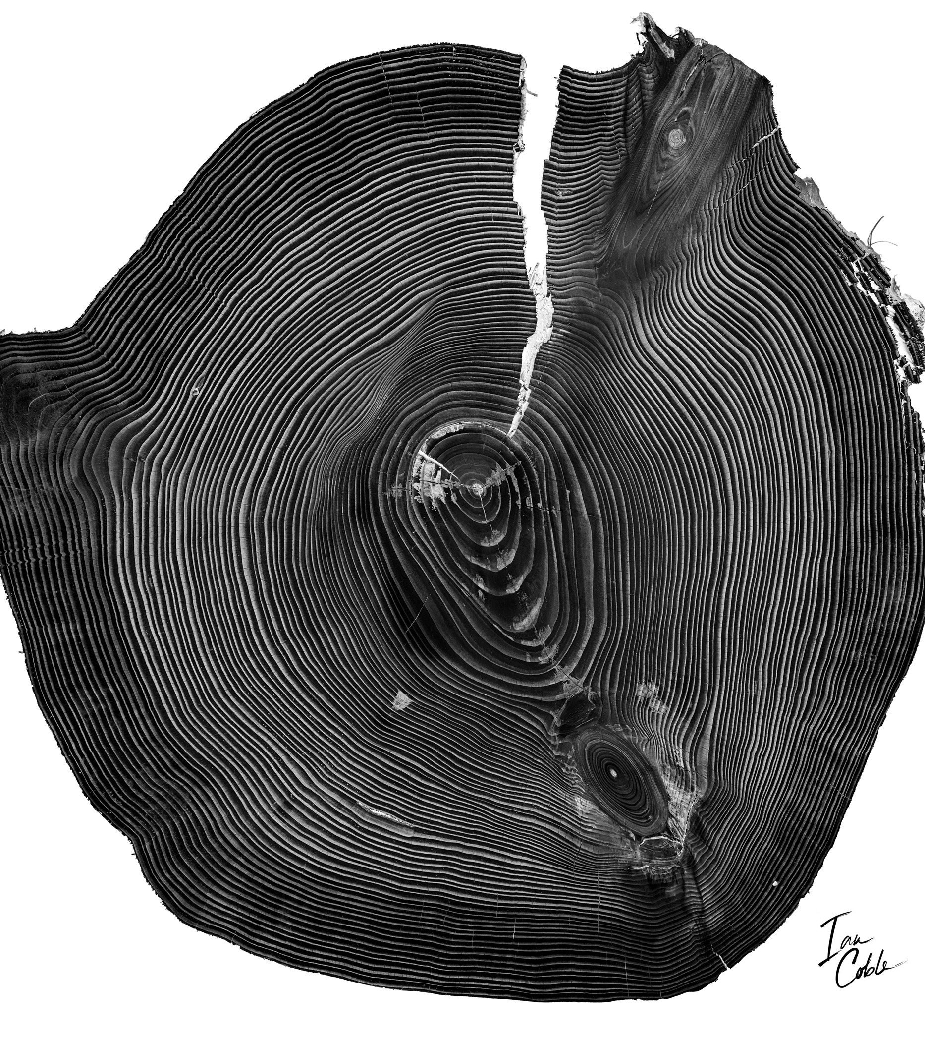 Cedar Limited Edition Photo, Tree Ring Photography, Black and White ...