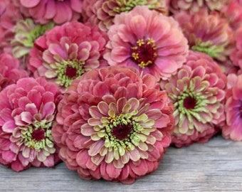 Zinnia Queen Red Lime/exotic Unusual Bicolor 40 Tall/2 1/2 3 Flowers ...