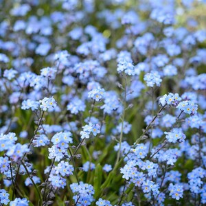 Firmament Forget-me-not Flower Seeds, Small Dainty Blue Flower - Etsy