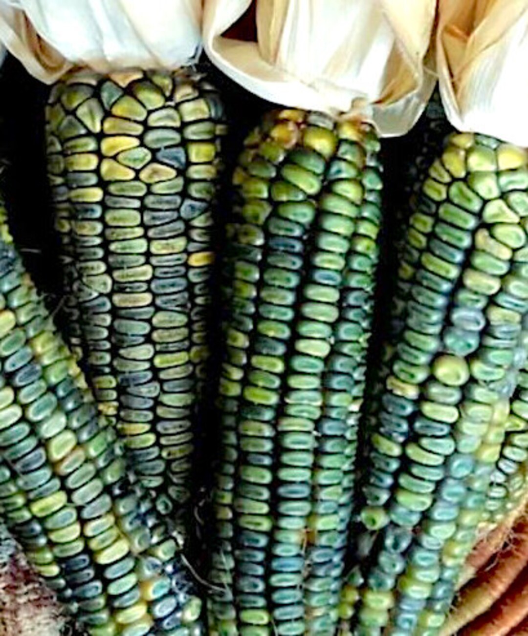 Oaxacan Green Corn Seeds, Heirloom Untreated Open Pollinated Seeds ...