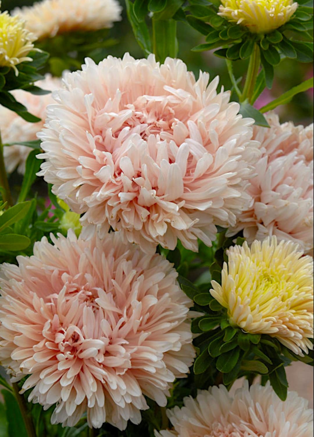 King-sized Apricot Aster Seeds, Flower Seeds, Beautiful Aster Flower Seeds for Bouquets and ...