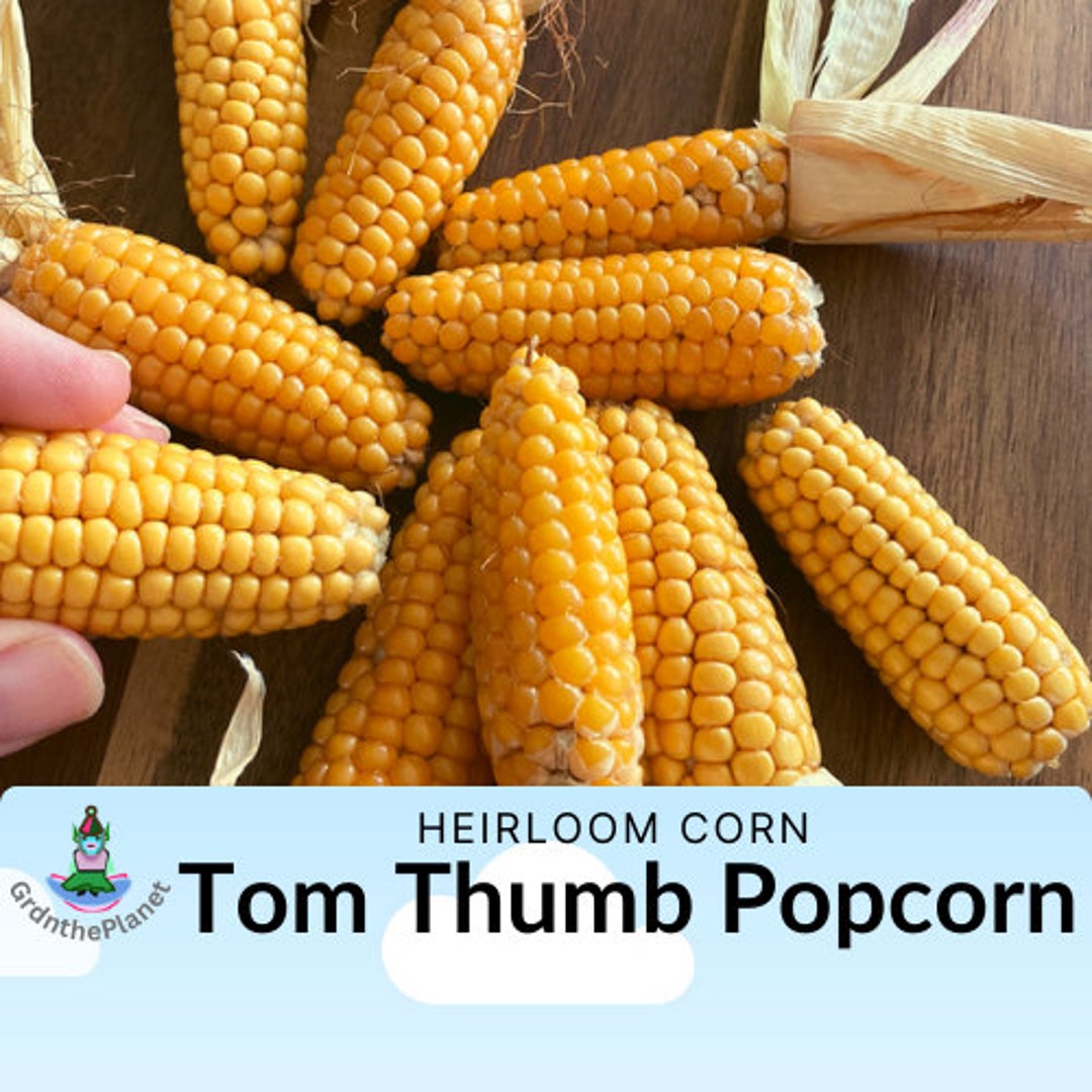 Tom Thumb Popcorn Seeds, Organically Grown Corn Seeds, Rare Heirloom ...