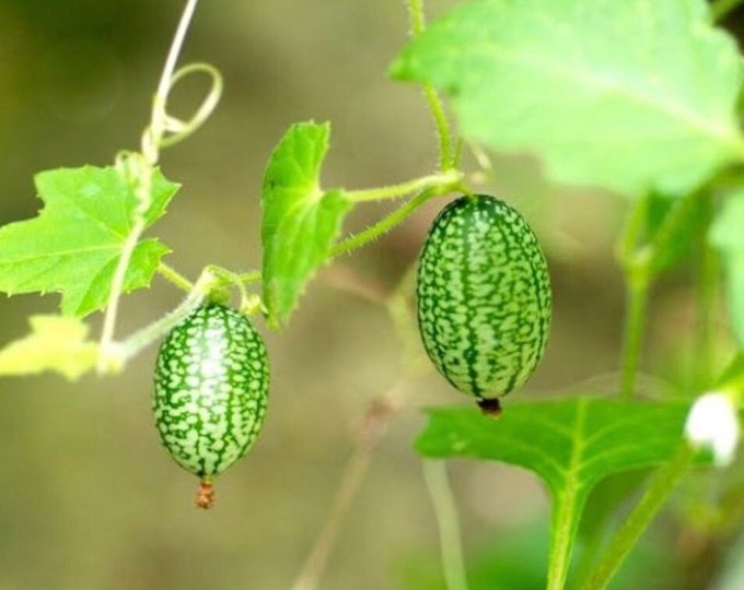 PRE-ORDER LIVE Plant, Two (2) Cucamelon Plants, Mouse Melon, Mexican ...