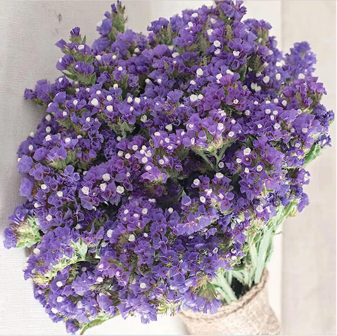 Seeker Pale Blue Statice Flower Seeds - Fresh and Dried Flower for ...