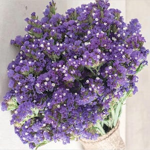 Seeker Pale Blue Statice Flower Seeds - Fresh and Dried Flower for ...
