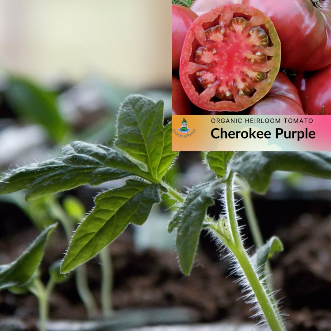 LIVE Organic Cherokee Purple Tomato Plants, PRE-ORDER Tomato Seedlings ...