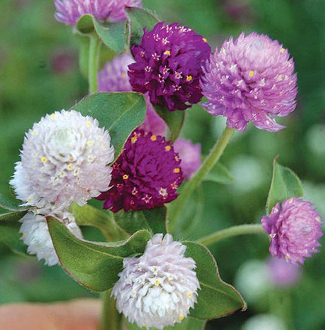GLOBE AMARANTH TALL Mix gomphrena Globosa Hardy Annual Heat Tolerant ...