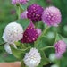 GLOBE AMARANTH TALL Mix (gomphrena Globosa) - Hardy Annual Heat ...