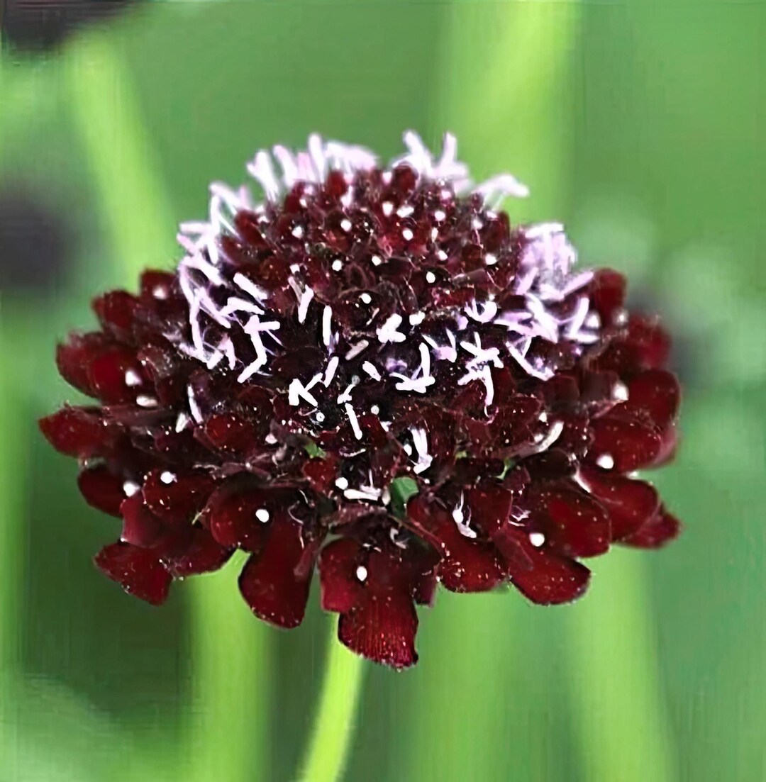 Black Knight Scabiosa Seeds: Heirloom Dark Maroon Pincushion Flower - Etsy