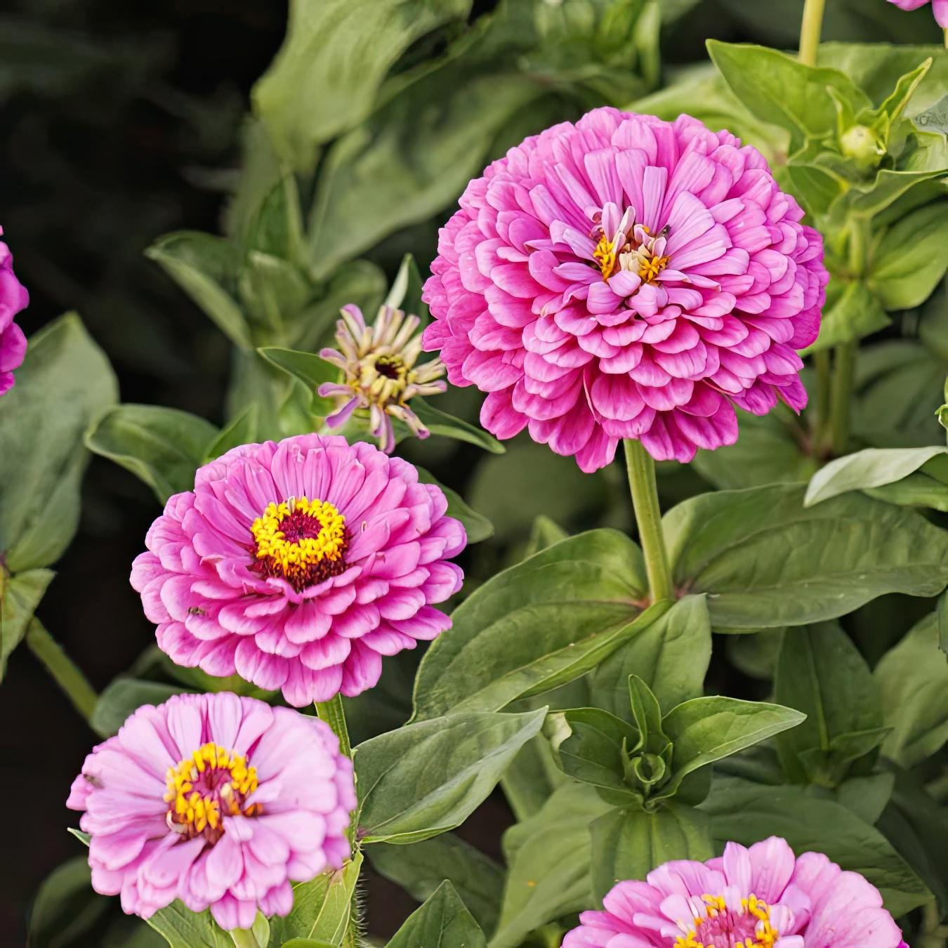 Giant Lilac Zinnia Flower Seeds, Benarys Giant Zinnia Seeds, Cut Flower ...