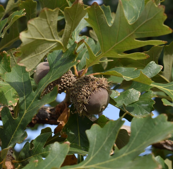 Oak Tree Seed Pods