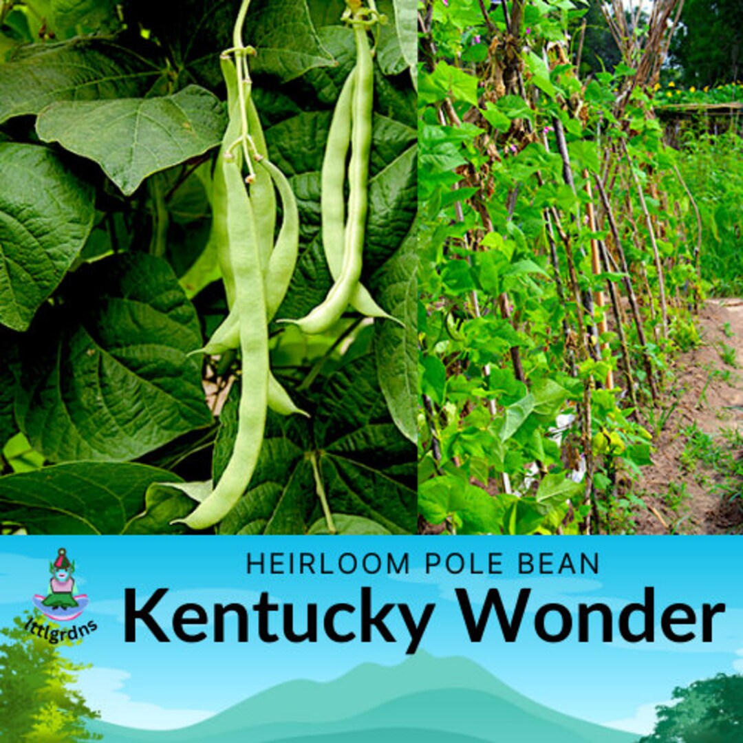 Kentucky Wonder Bean Seeds, Heirloom Pole Bean Seeds Untreated Open ...