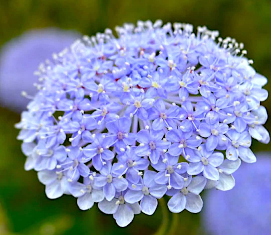 Lavendar Blue Lace Didiscus Flower Seeds, Heirloom Flower Trachymene ...