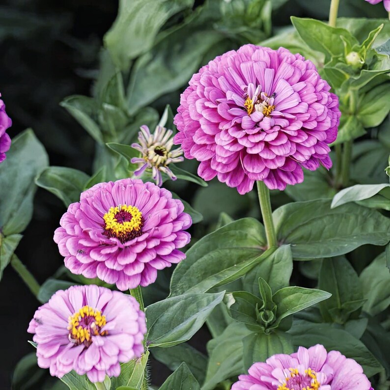 Giant Lilac Zinnia Flower Seeds, Benarys Cut Flower, Easy Grow ...