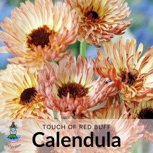 Calendula Flower Touch of Red Buff Seeds, Drought Tolerant Flowers ...