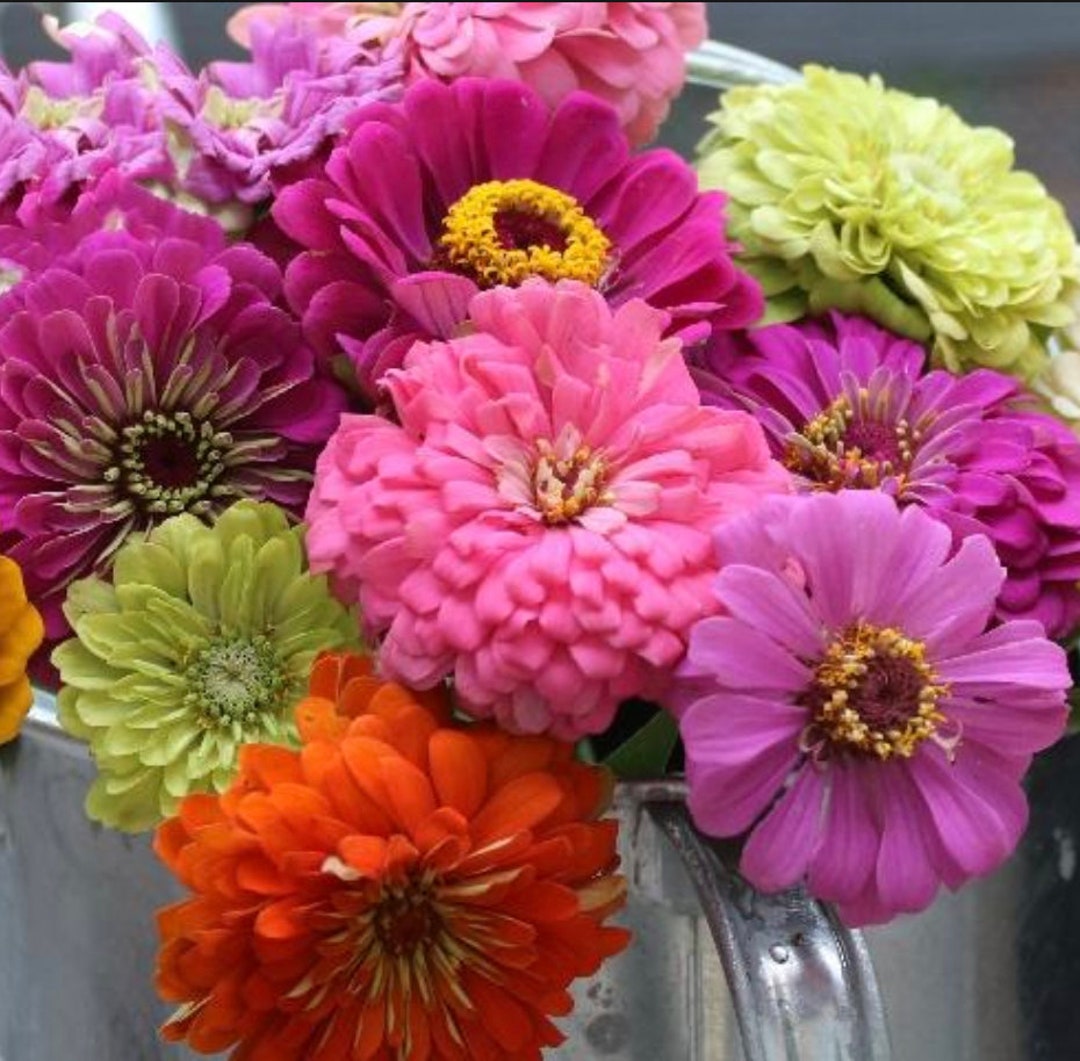 Benarys Giant Zinnia Mix Seeds, Untreated Heirloom, Drought and Heat ...