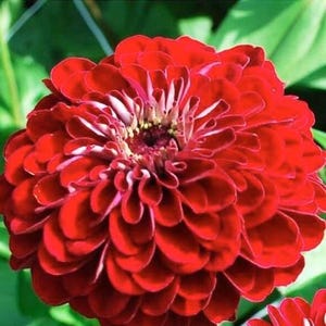 Heirloom Deep Red Zinnia Seeds: Giant Pollinator Cut Flower - Etsy