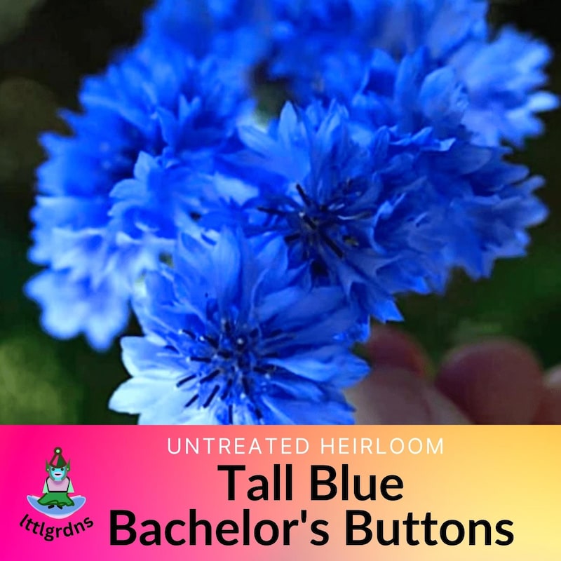 Bachelor Buttons - Etsy