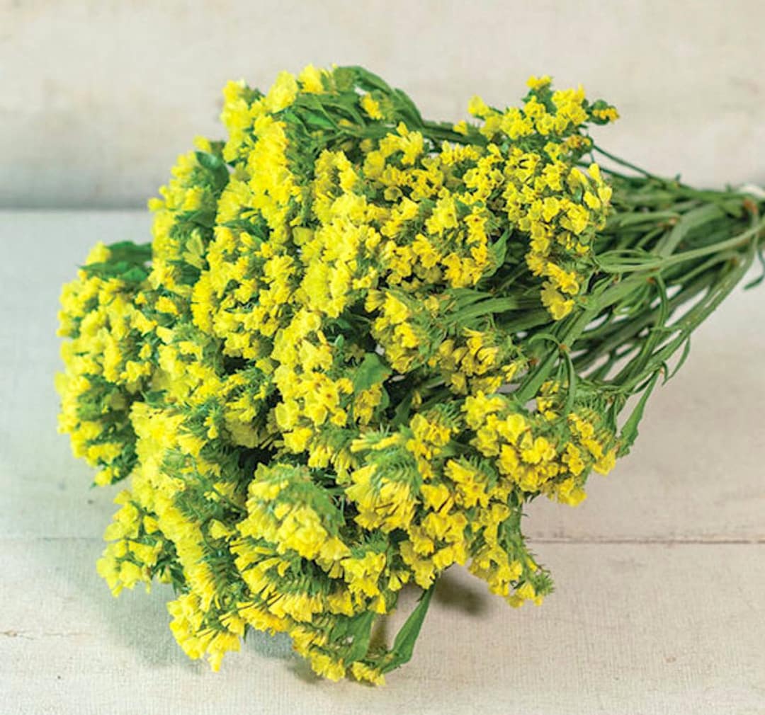 Yellow Statice limonium Sinuatum Flower Seeds Preserving - Etsy