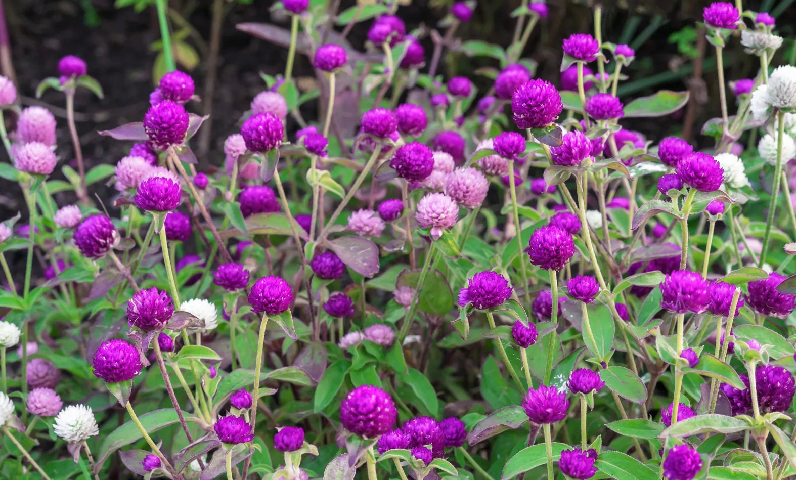 GLOBE AMARANTH TALL Mix (gomphrena Globosa) - Hardy Annual Heat ...