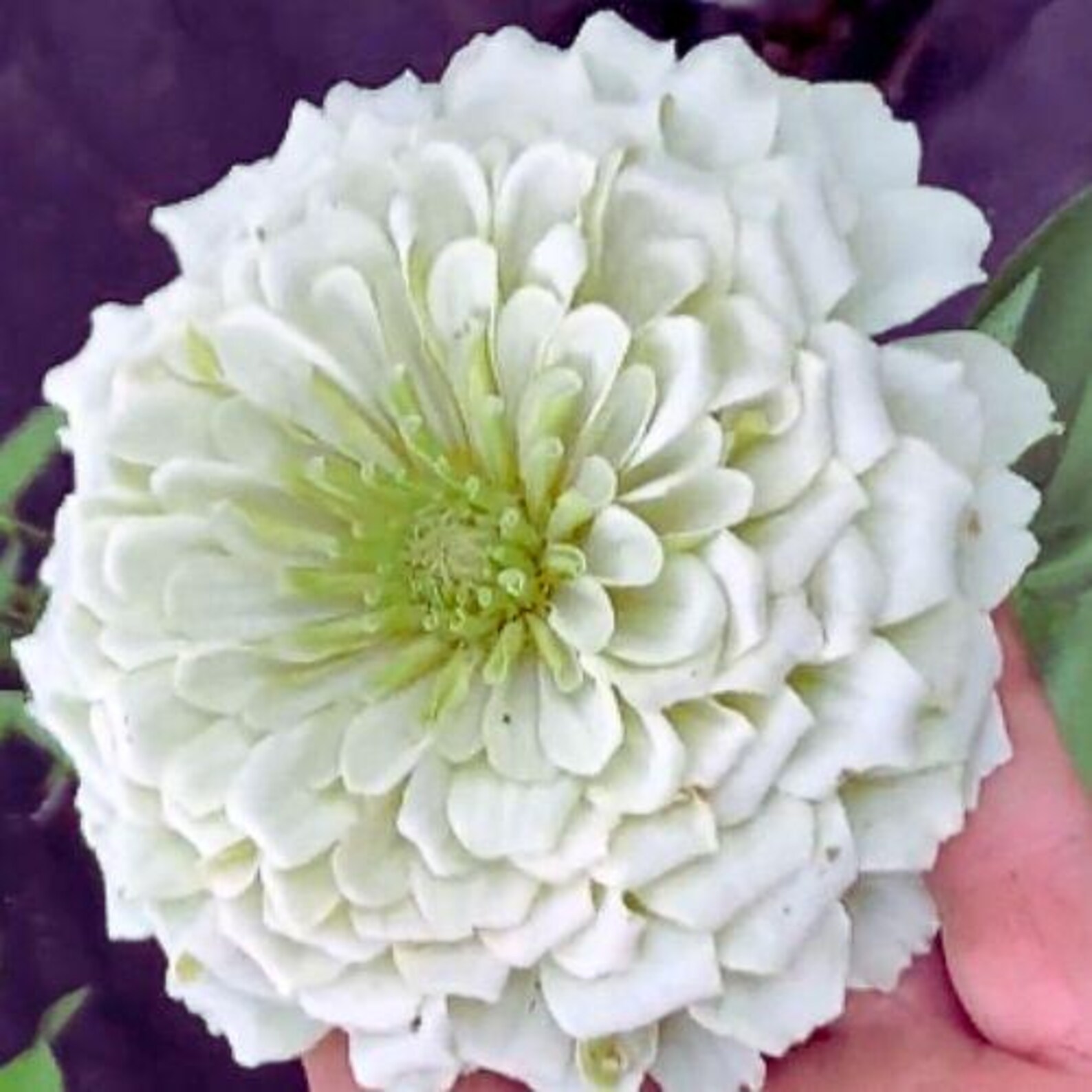 Giant White Zinnia Seeds: Benarys Cut Flower, Pollinator Friendly - Etsy