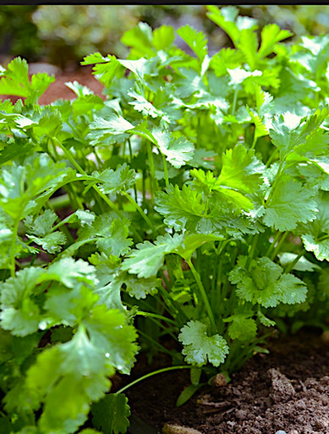 Organic Cilantro Herb Seeds, Herb Seeds, Heirloom Organic Untreated ...