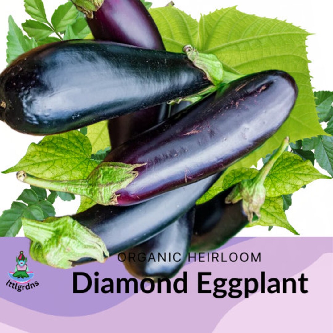 Organic Eggplant Seeds, Heirloom Diamond Eggplant, Open Pollinated, Solanum Melongena - Etsy