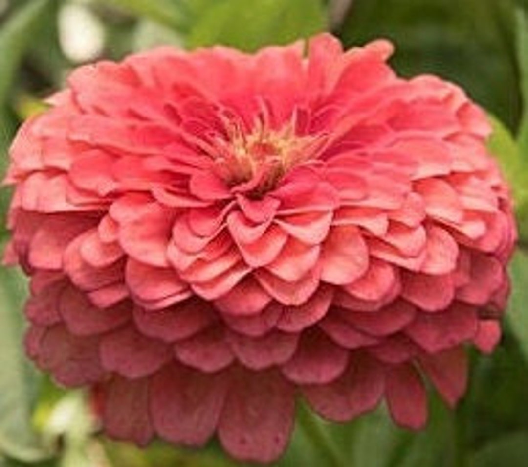 Benarys Giant CORAL Zinnia Flower Seeds Untreated Heirloom Easy to Grow ...