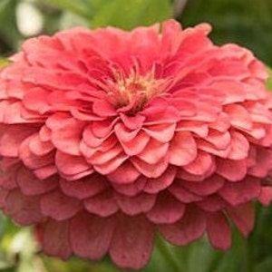 Benarys Giant CORAL Zinnia Flower Seeds Untreated Heirloom Easy to Grow ...