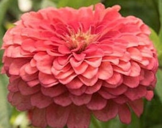 Benarys Giant CORAL Zinnia Flower Seeds Untreated Heirloom Easy to Grow ...
