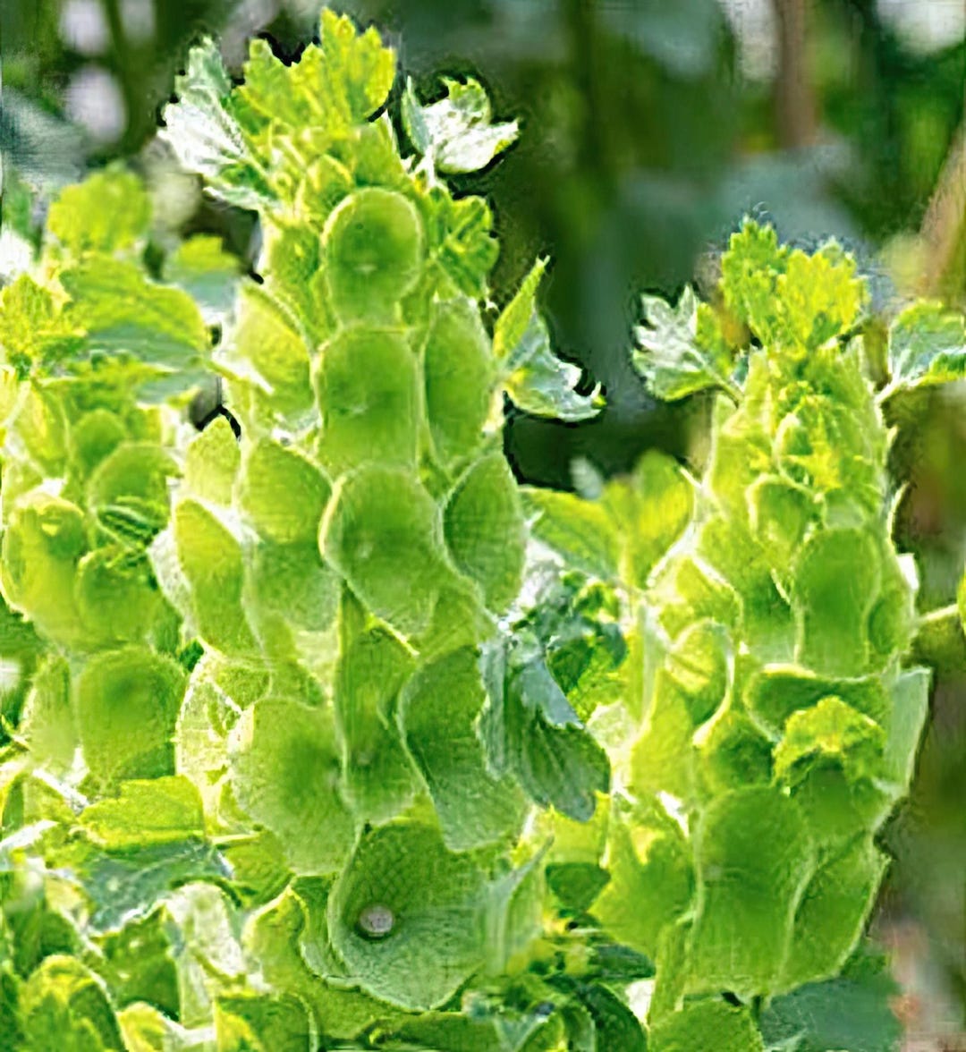 Bells of Ireland Flower Seeds: Moluccella Laevis, Tall Green Bouquets ...