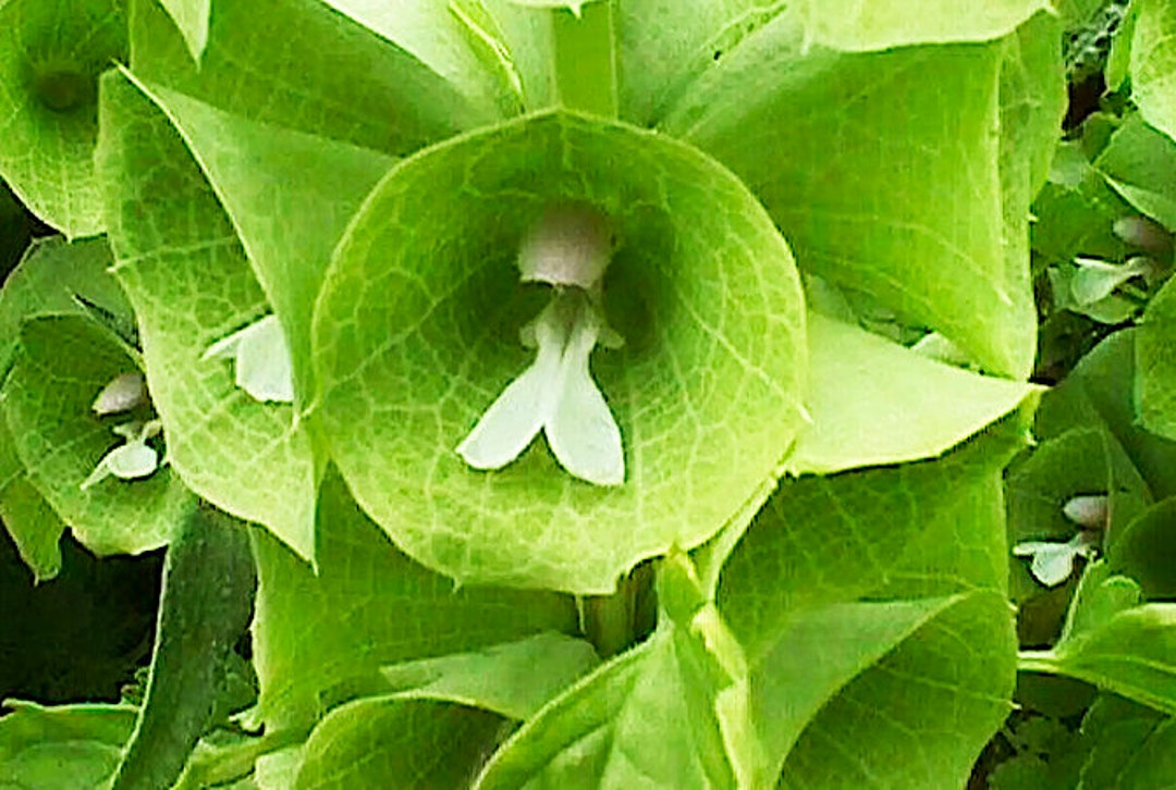 Bells of Ireland Flower Seeds, Moluccella Laevis, Tall Green Tower of ...