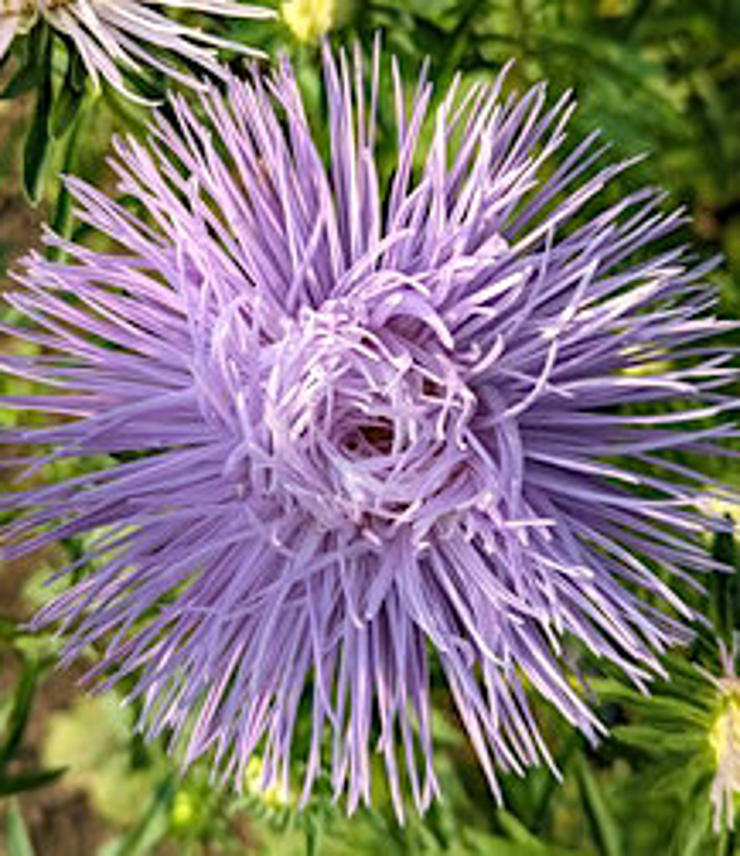 Light Blue Lilac Aster Flower Seeds China Aster Hazaster - Etsy