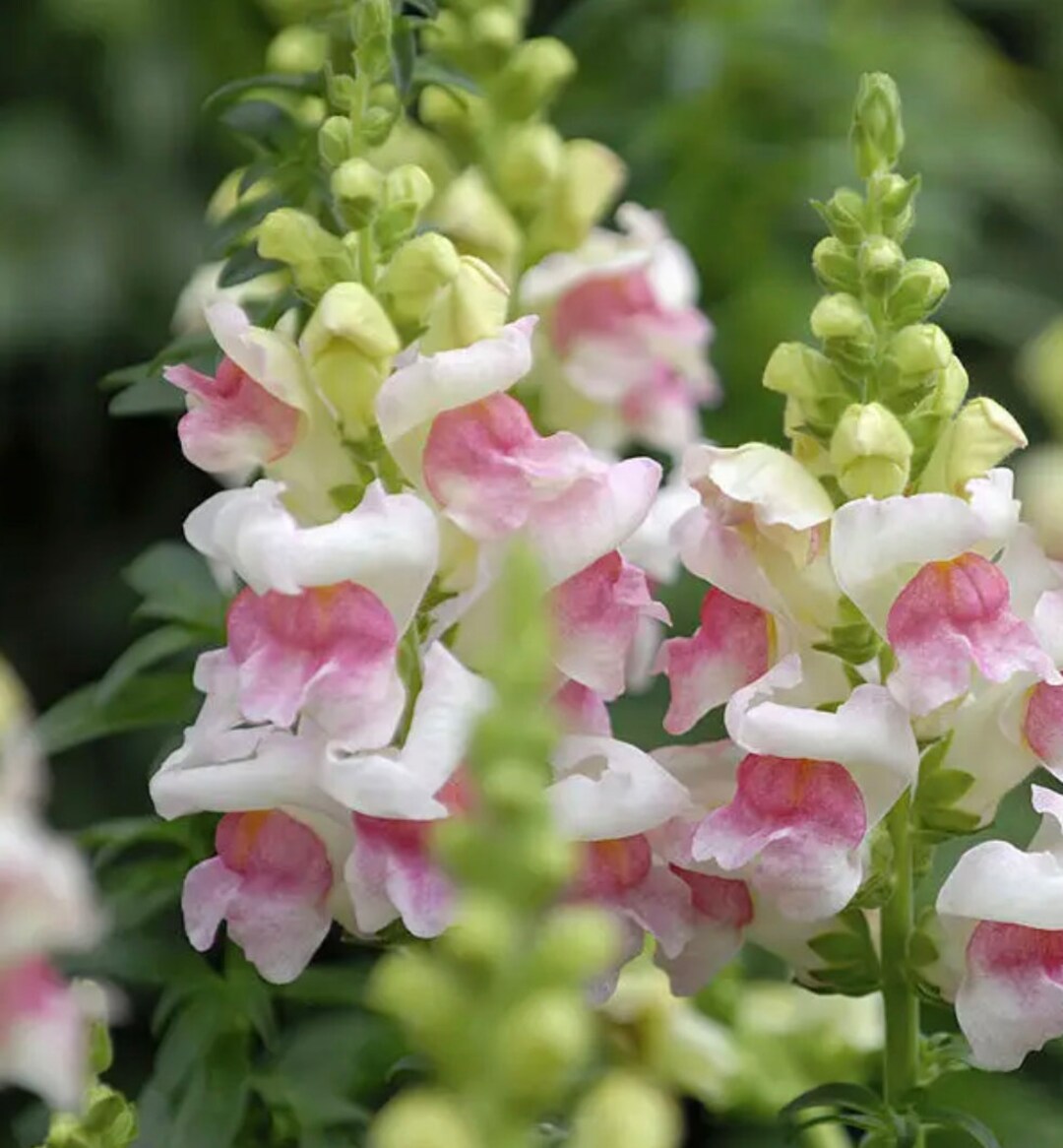 Potomac Appleblossom Snapdragon Seeds, Flower Seeds for Edible ...