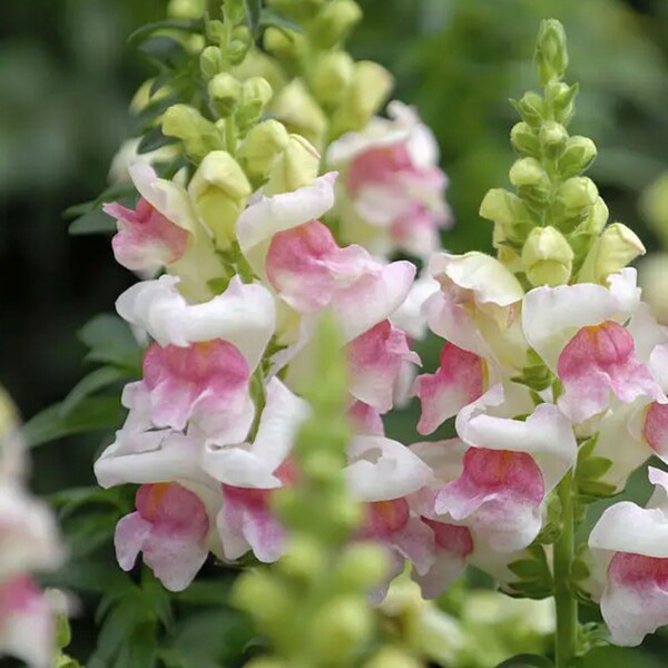 Snapdragon Seeds - Etsy