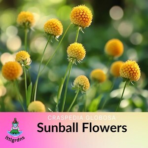 Craspedia Globosa Seeds, Yellow Drumstick Flower, Sunball - Etsy