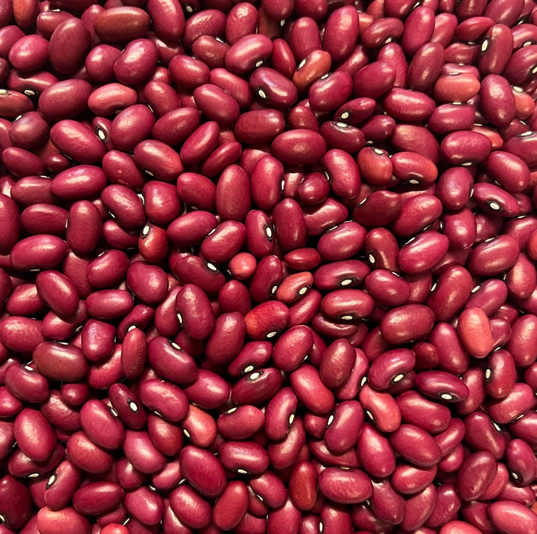 Hidatsa Indian Red Beans, Bush Variety, Heirloom Untreated Grown ...