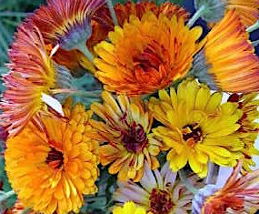 Calendula Flower Mix Seeds, Organic Solar Flashback Calendula Flower ...