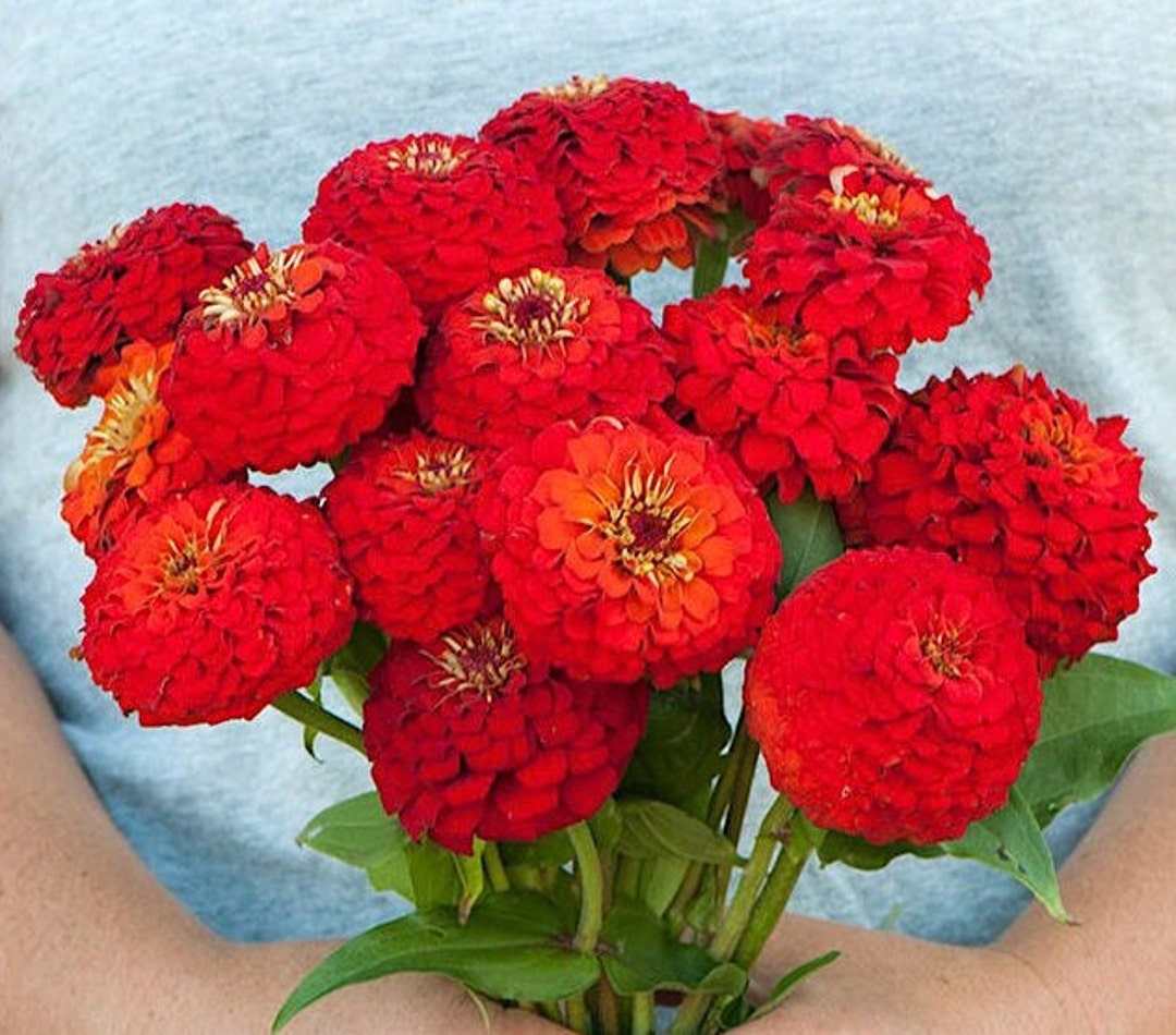 Scarlet Red Oklahoma Zinnia Flower Seeds, Zinnia Flower Seeds, Red ...