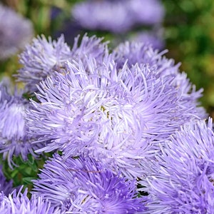 Light Blue Lilac Aster Flower Seeds China Aster Hazaster - Etsy