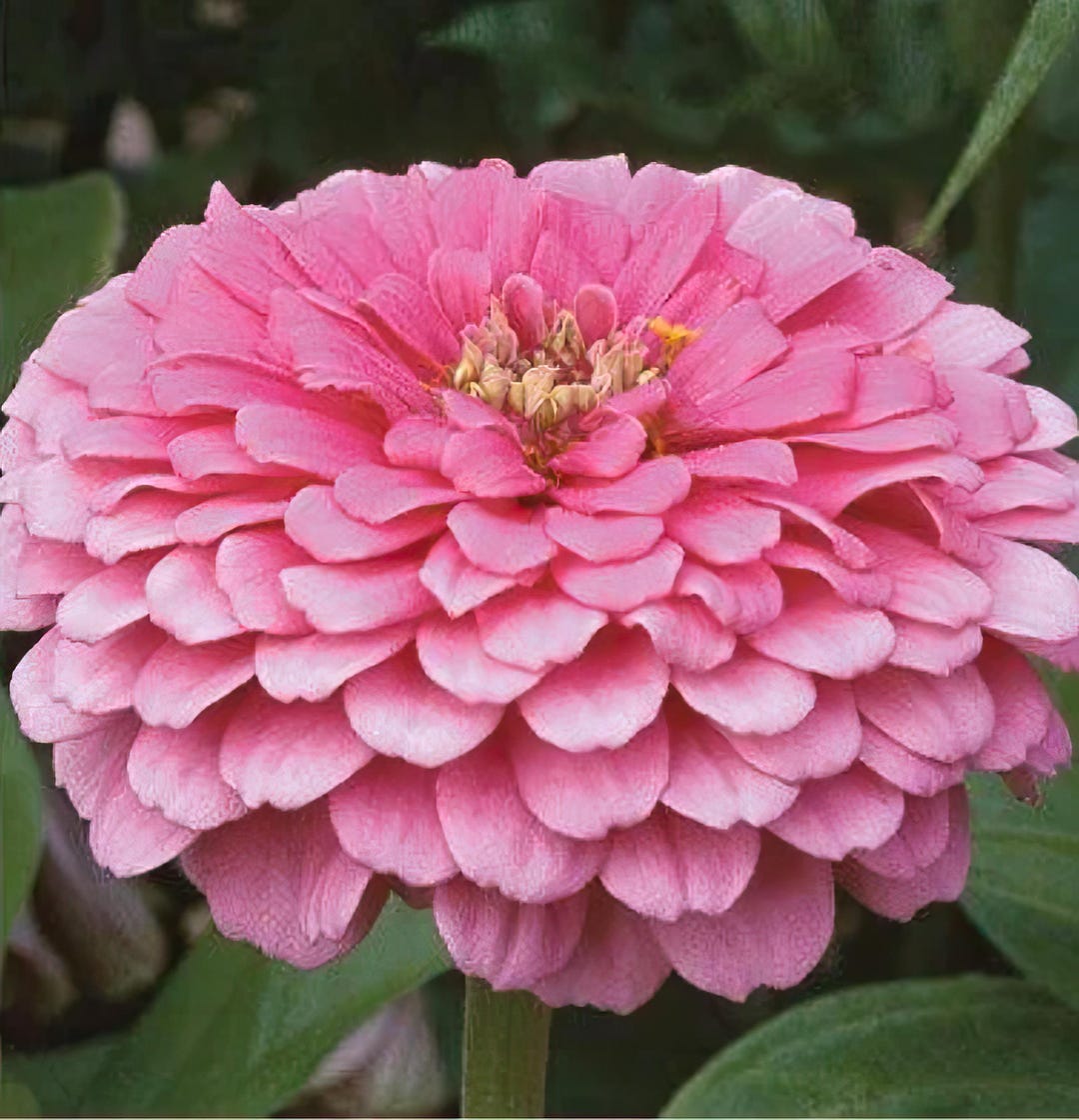 Benary Giant Bright Pink Zinnia Seeds: Bouquet & Pollinator Flower - Etsy