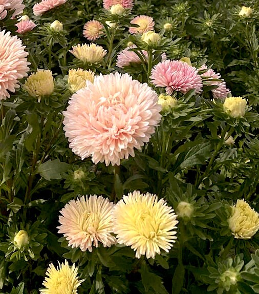 Apricot Pink Aster Flower Seeds: Bouquet & Garden Border - Etsy